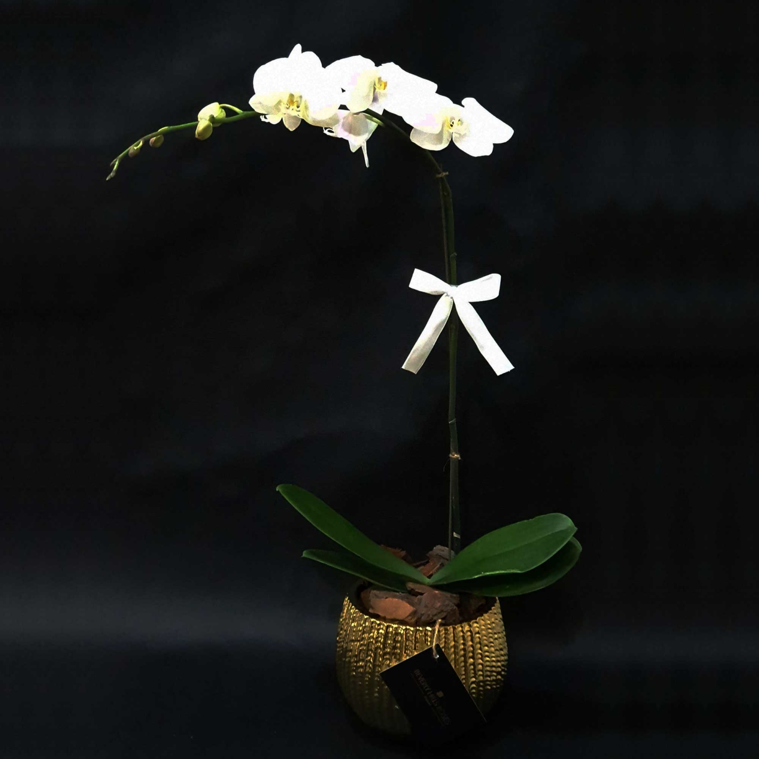 Buy orchid UAE | White | order flowers abu dhabi | Flower deliveries Dubai